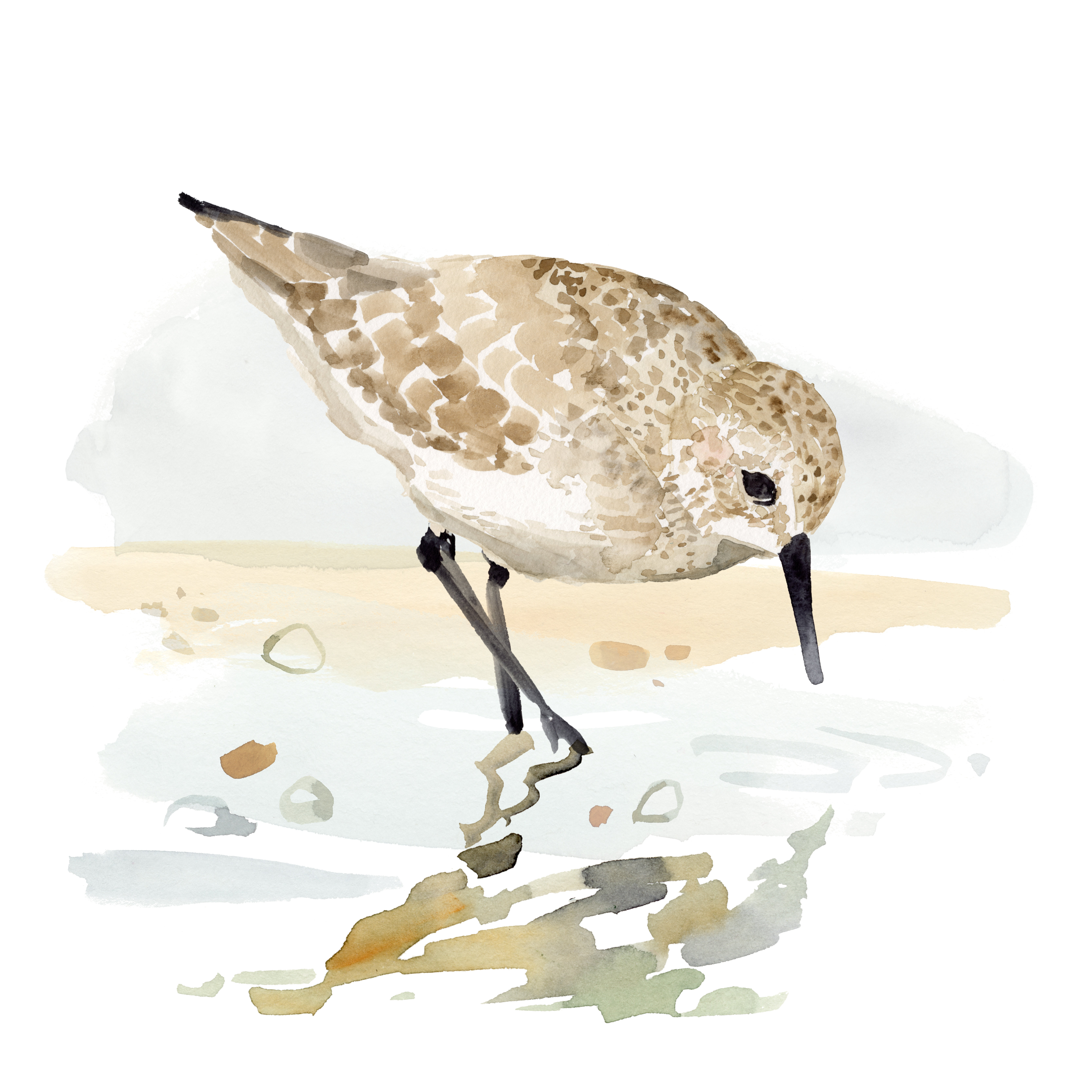 Highland Dunes Lecory Freckled Sandpiper II On Canvas Print | Wayfair